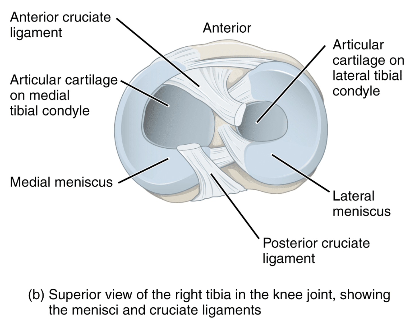 Physiotherapy for Meniscus Injuries | Sound CBR, Canberra